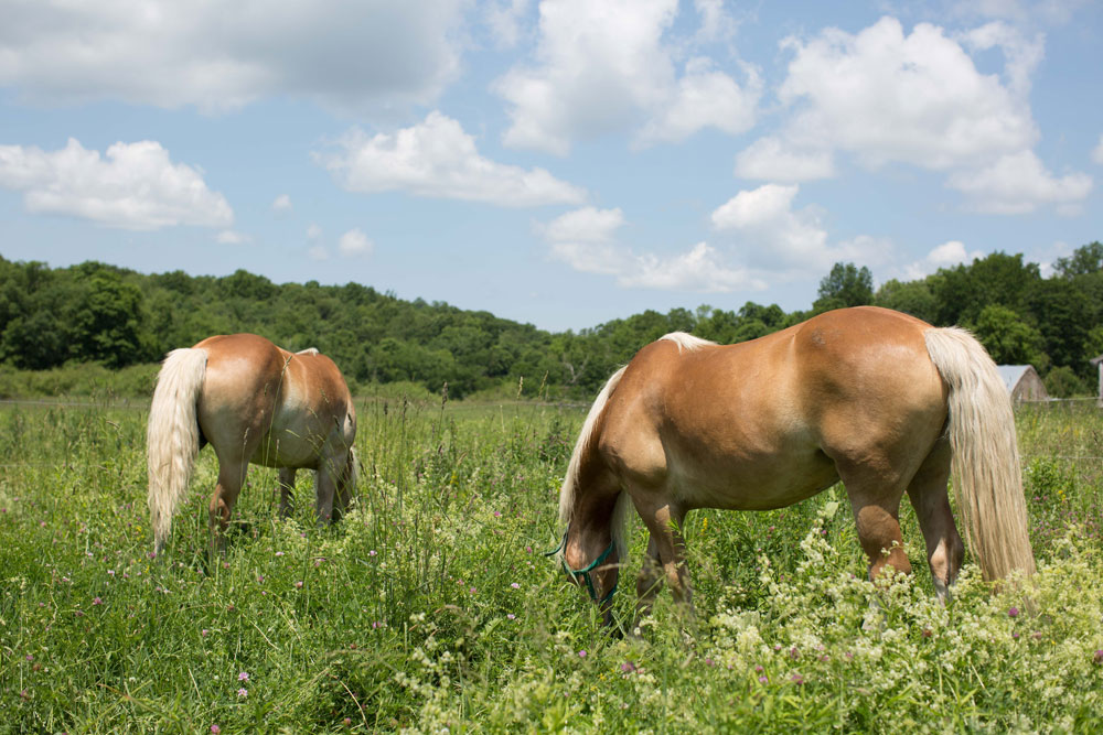 Full Circus Farm | Inn at Pine Plains | Pine Plains NY Inn | Hudson ...
